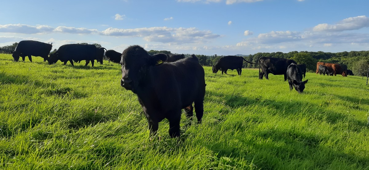 Dexters – Springtree Dexters